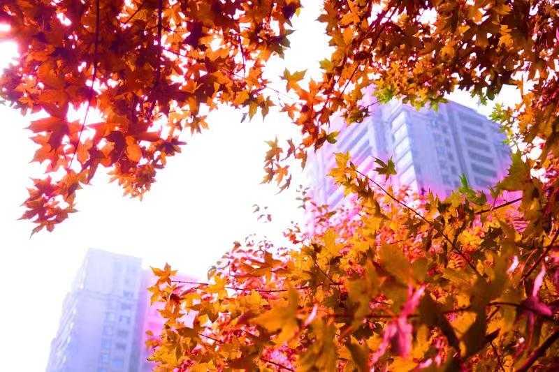 A Taste of Fall in Chongqing Jiangbei Town | ichongqing