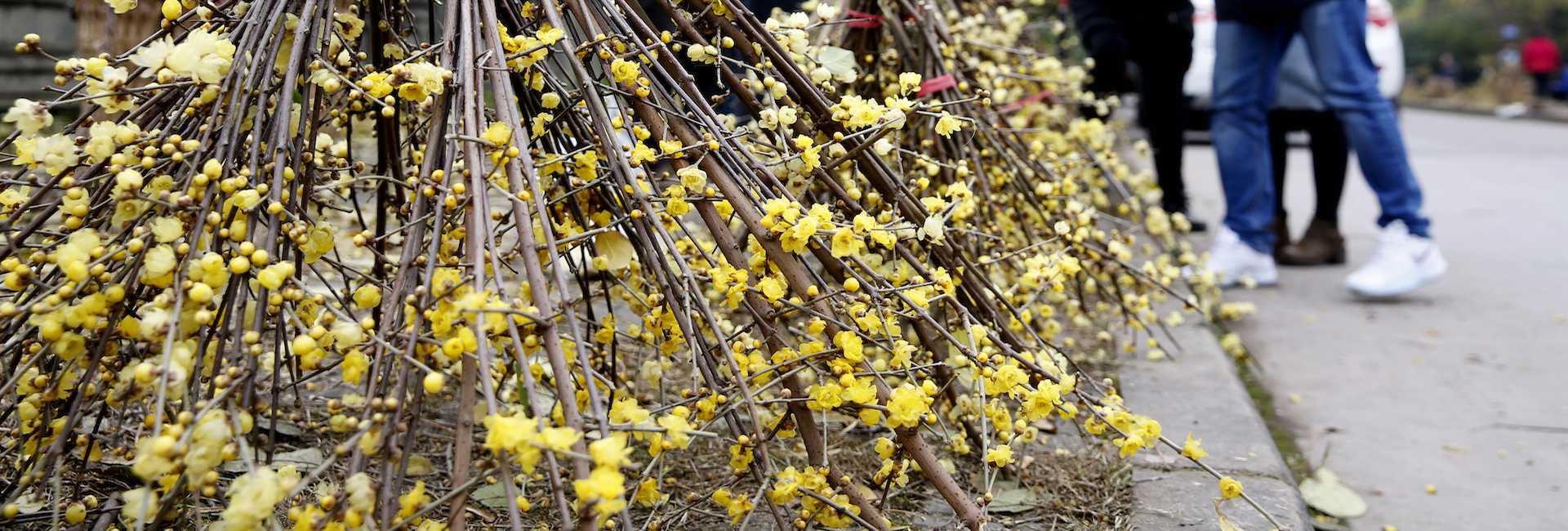 Beibei Jingguan Wintersweet Art Festival to Open in January | ichongqing