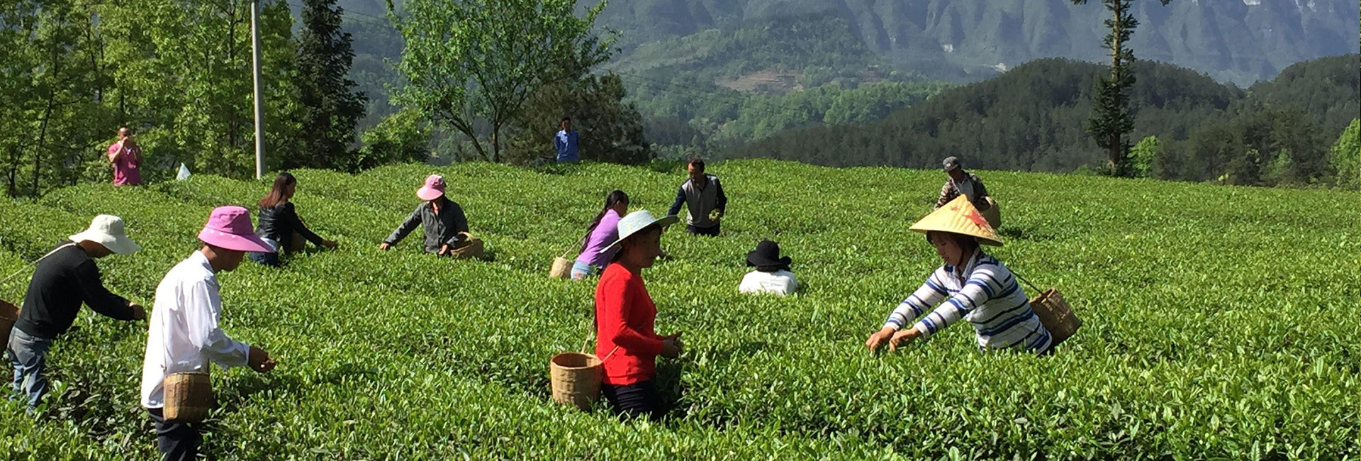 In Pics: Tea Growers Harvesting in Early Spring | ichongqing