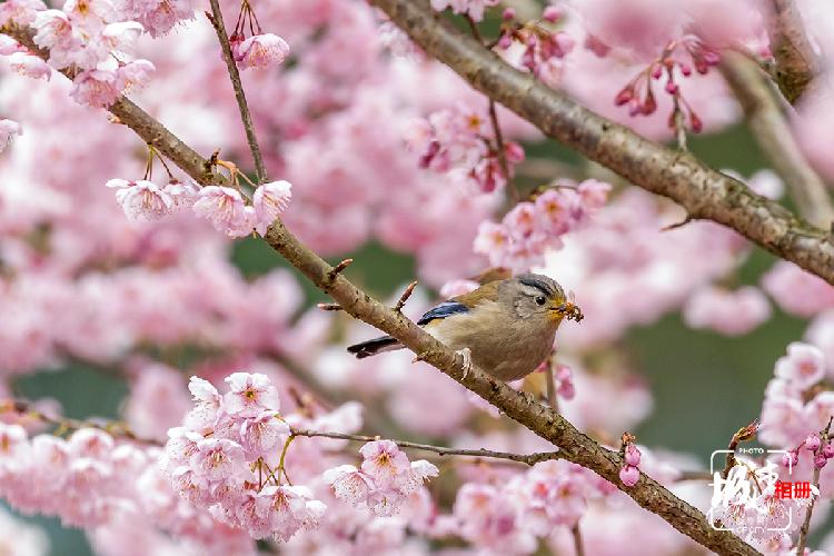 Spring Rekindles Life in Chongqing | ichongqing