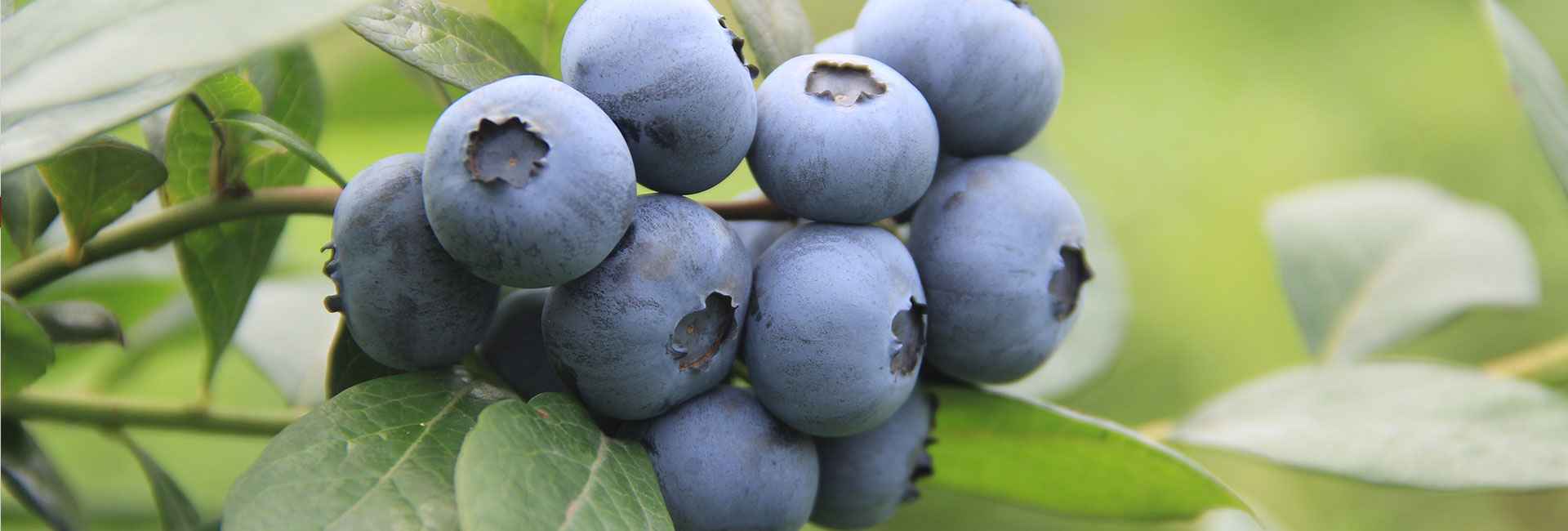 Blueberries of Chongqing Get Ripe! Popular Picking Destinations in ...