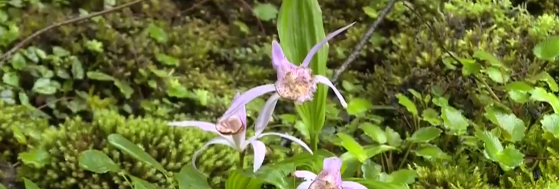 Endangered Wild Orchid Habitat Found in Jinfo Mountain! | ichongqing