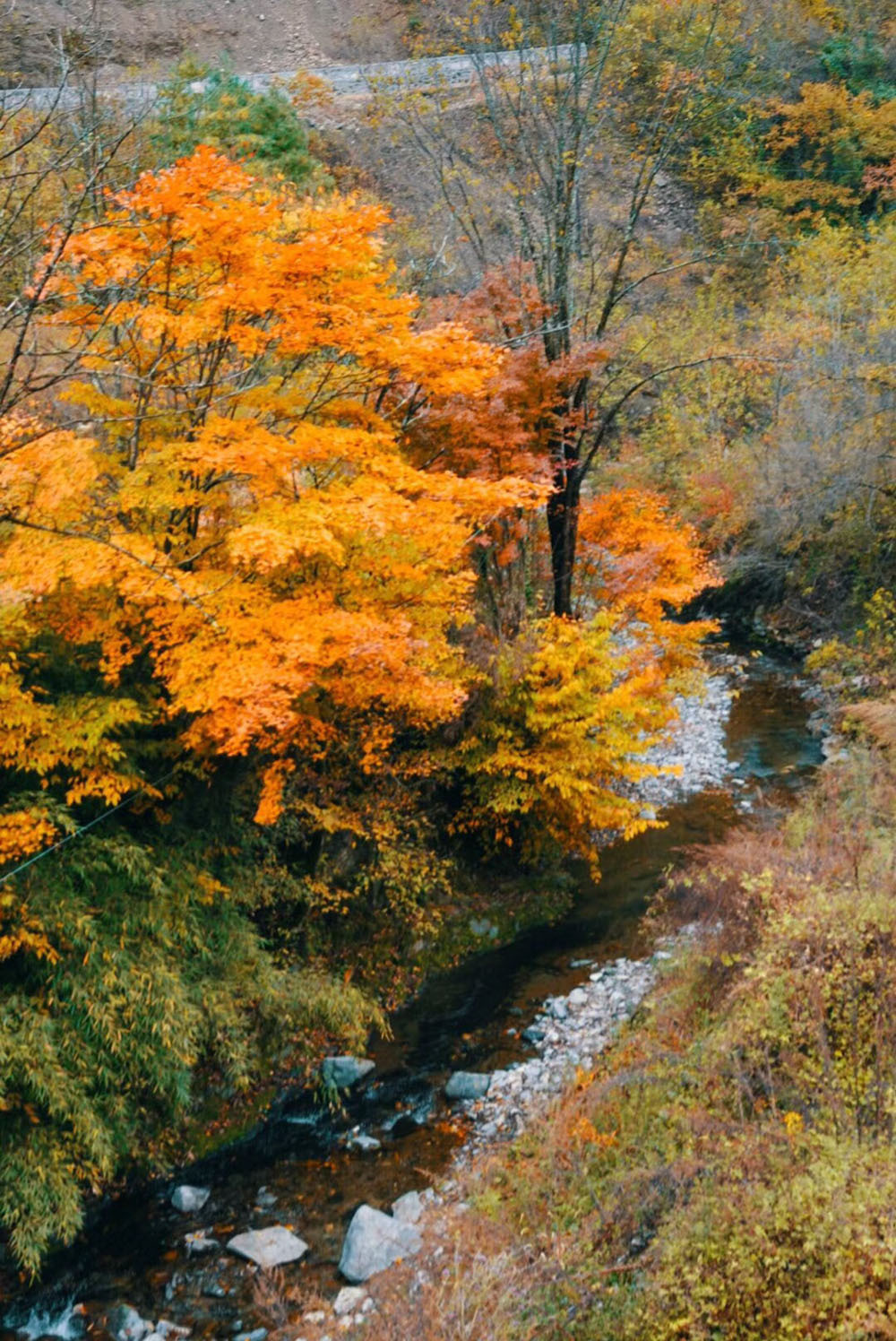 Breathtaking Autumn in Chongqing | ichongqing