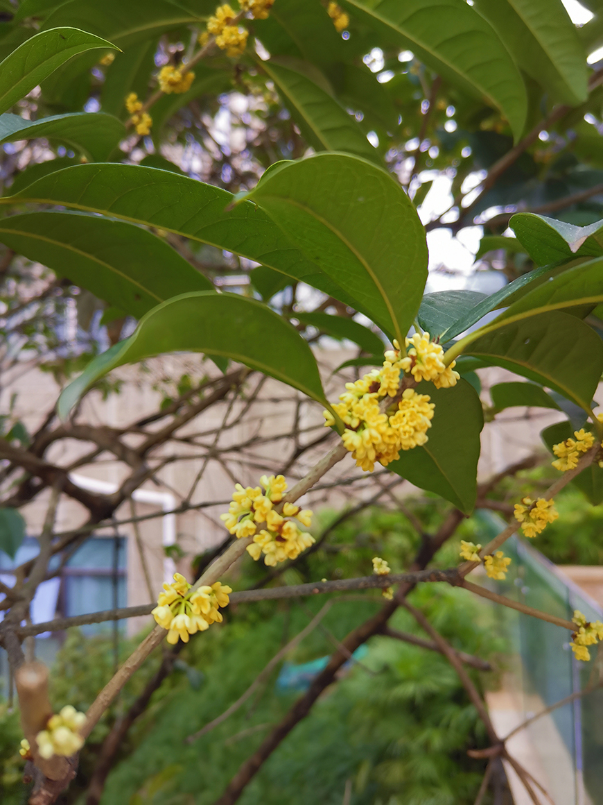 Sweet-scented Osmanthus bloom in Chongqing's Autumn | ichongqing