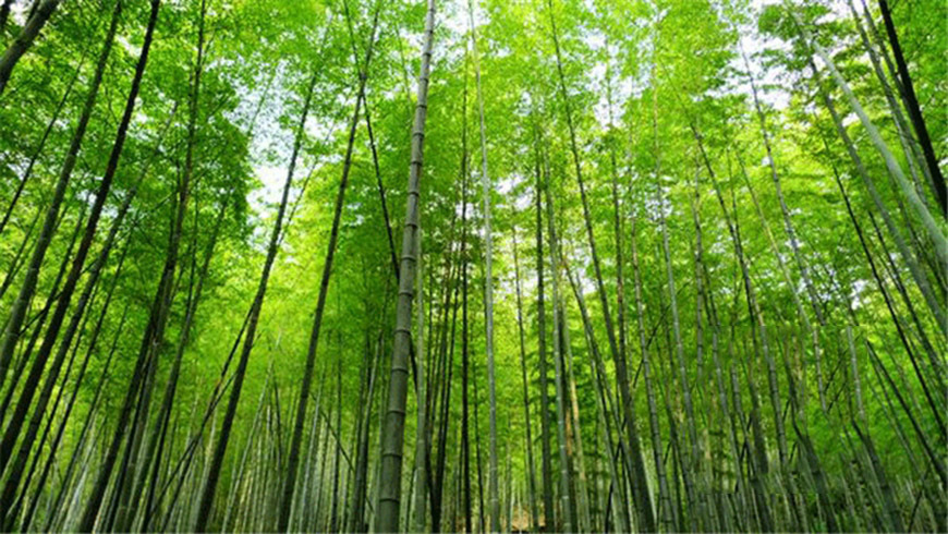 5 Places To Enjoy the Feast on the Gift of Nature in Chongqing's Autumn ...