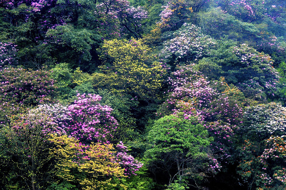 Breathtaking Autumn in Chongqing | ichongqing
