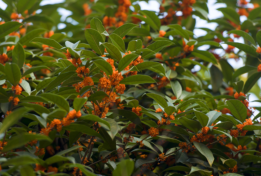 Sweet-scented Osmanthus bloom in Chongqing's Autumn | ichongqing