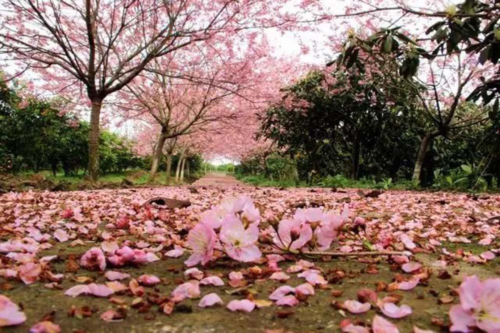 Flourishing Cherry Trees Showing Chongqing's Most Charming Spring ...