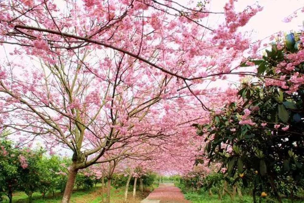 Flourishing Cherry Trees Showing Chongqing's Most Charming Spring ...