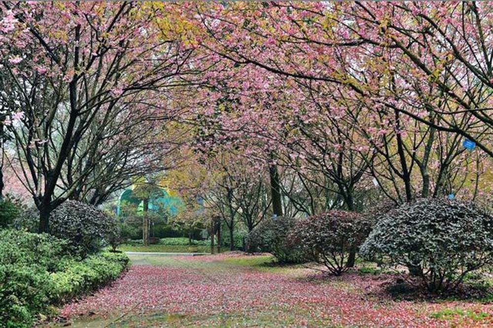 Flourishing Cherry Trees Showing Chongqing's Most Charming Spring ...