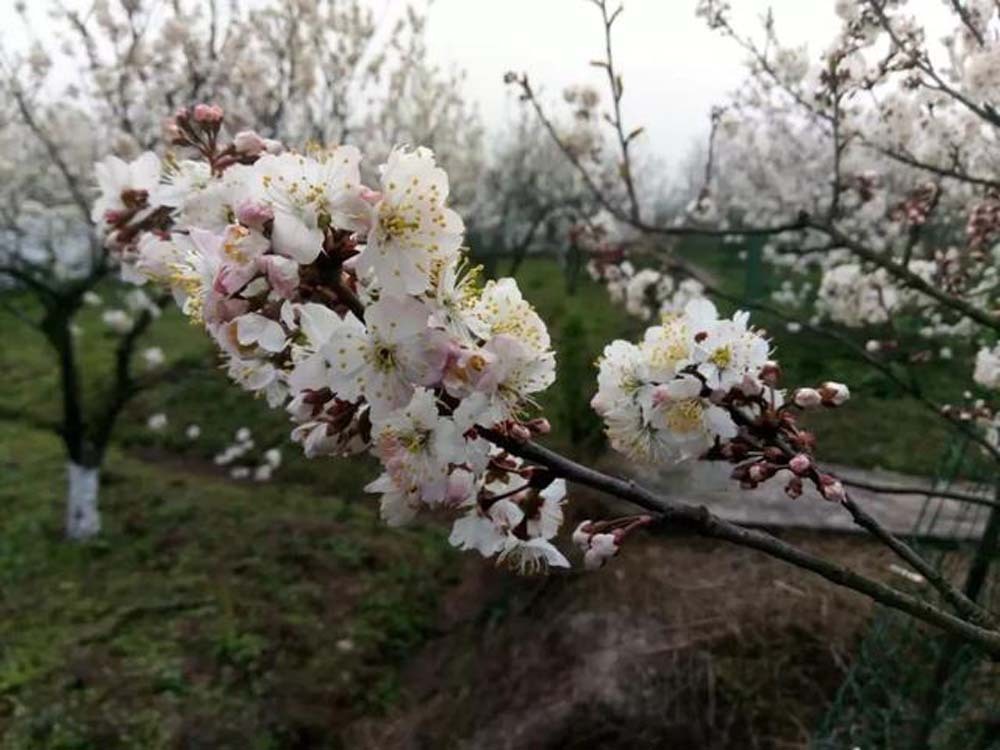 Flourishing Cherry Trees Showing Chongqing's Most Charming Spring ...