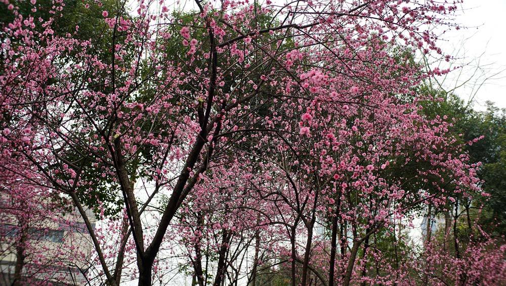 Spring is coming! Flower Guide for Chongqing in March | ichongqing