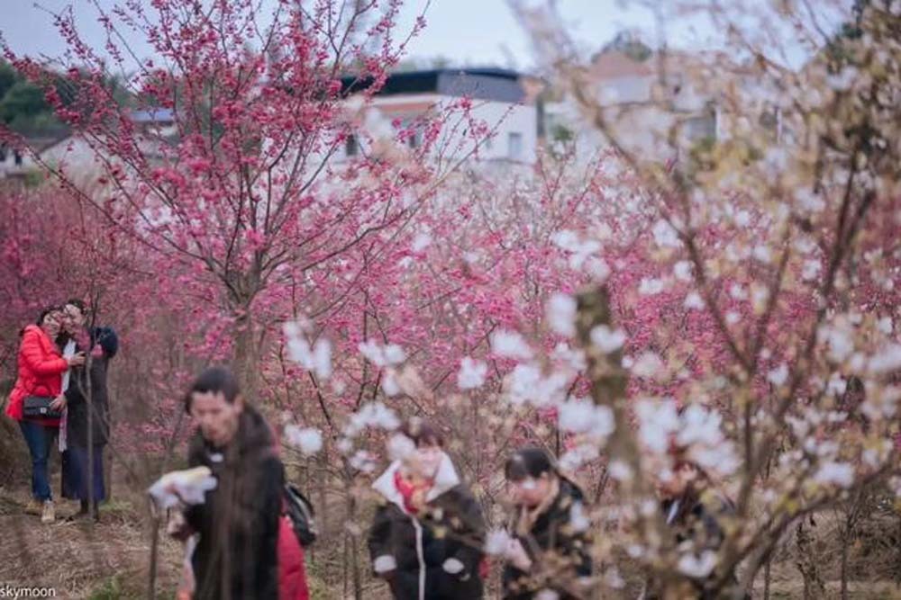 Flourishing Cherry Trees Showing Chongqing's Most Charming Spring ...