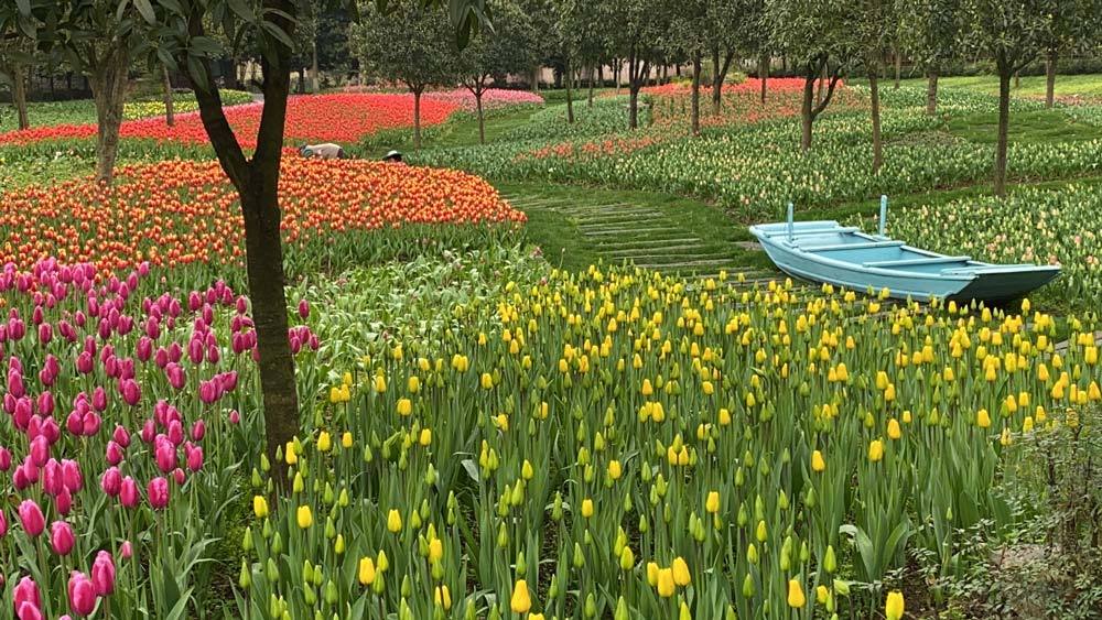 Spring is coming! Flower Guide for Chongqing in March | ichongqing