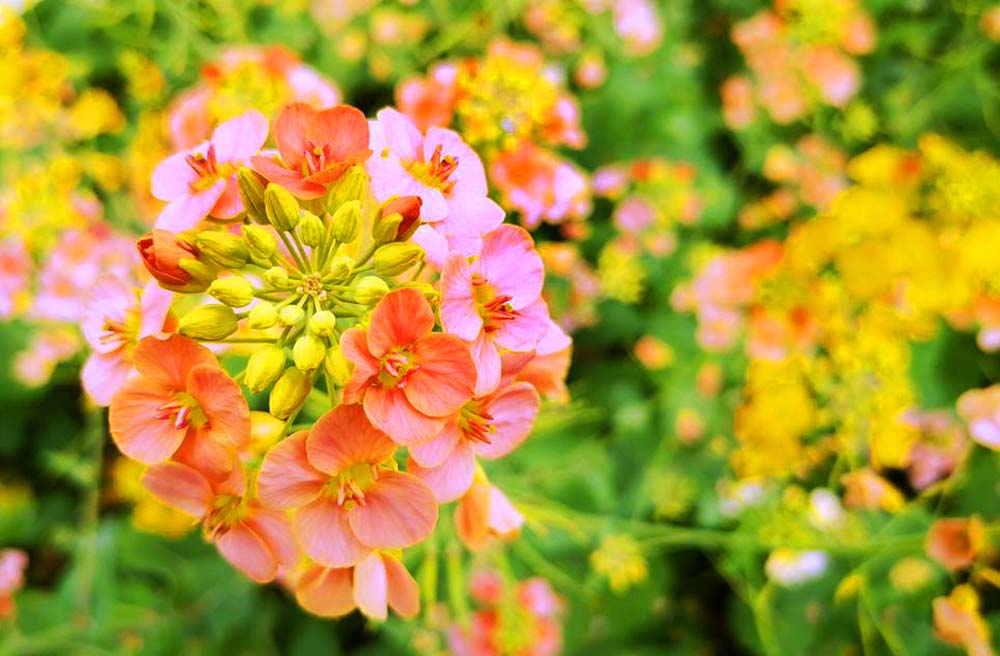 Online Viewing of the Canola Flowers Sea in Chongqing | ichongqing