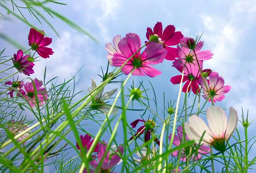 Best Places to See Gesang Flowers in Chongqing's City Proper | ichongqing