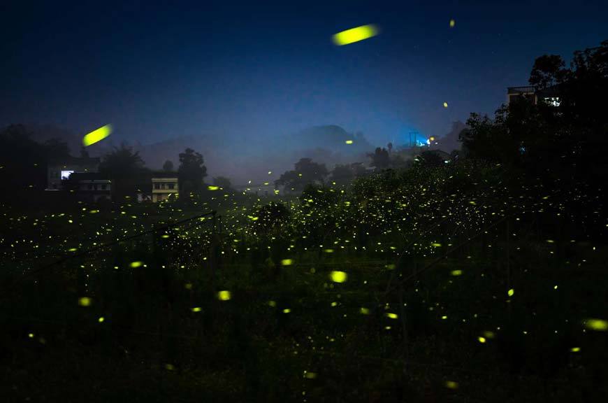 Best Places to do Firefly Sightseeing in Chongqing | ichongqing
