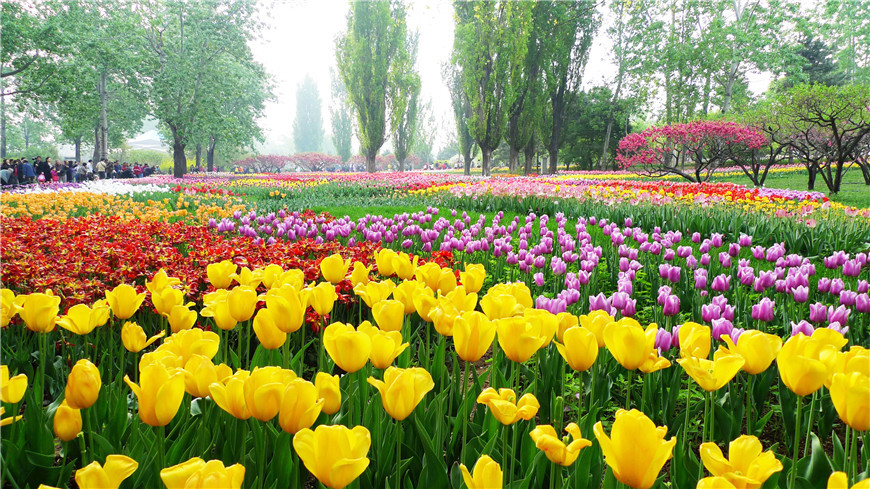 Live Streaming of Chongqing Showcase in Shapingba District Debuted ...