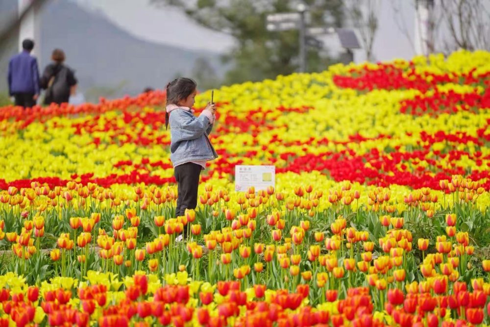 Chongqing Launches Spring Tourism Season with 80 Places to View Flowers ...
