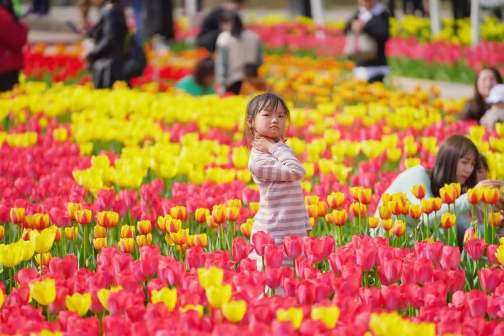 Chongqing Launches Spring Tourism Season with 80 Places to View Flowers ...