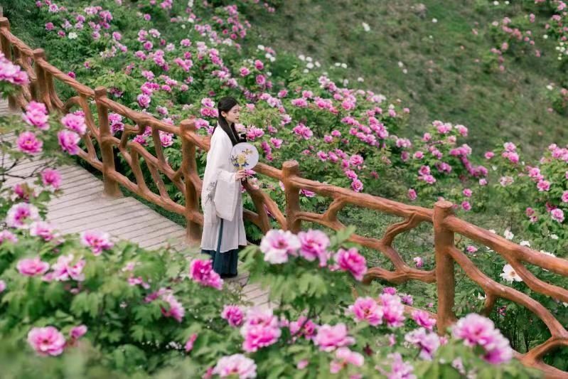 Chongqing Launches Spring Tourism Season with 80 Places to View Flowers ...