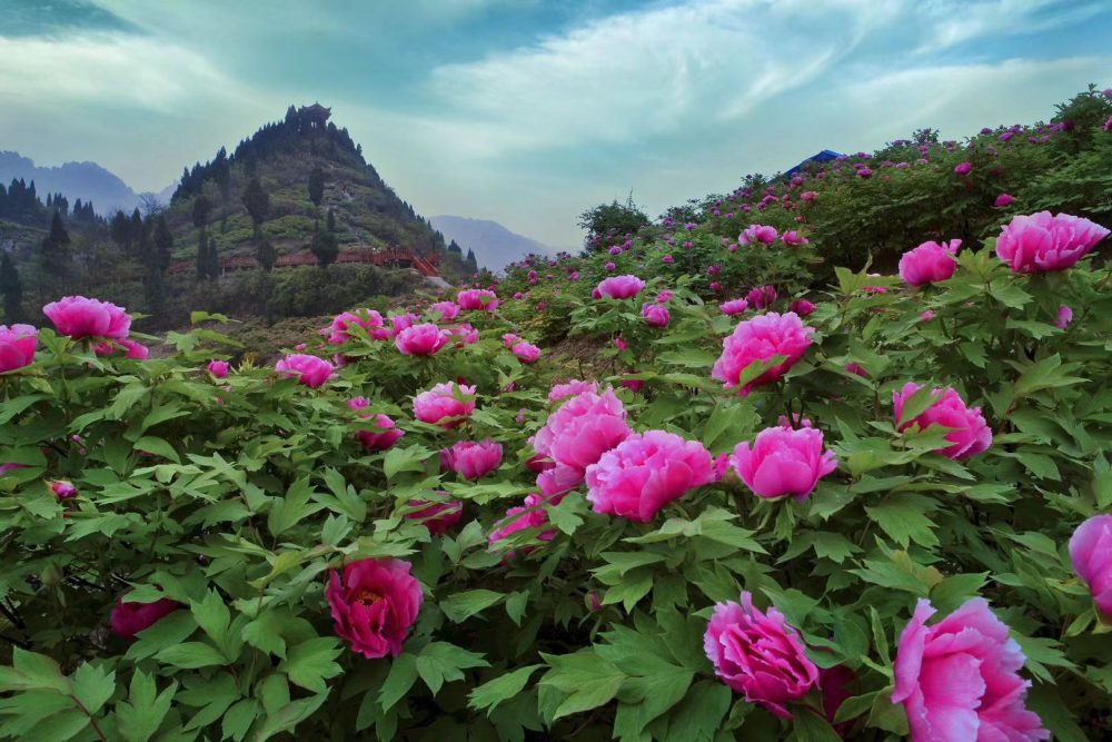 Chongqing Launches Spring Tourism Season with 80 Places to View Flowers ...