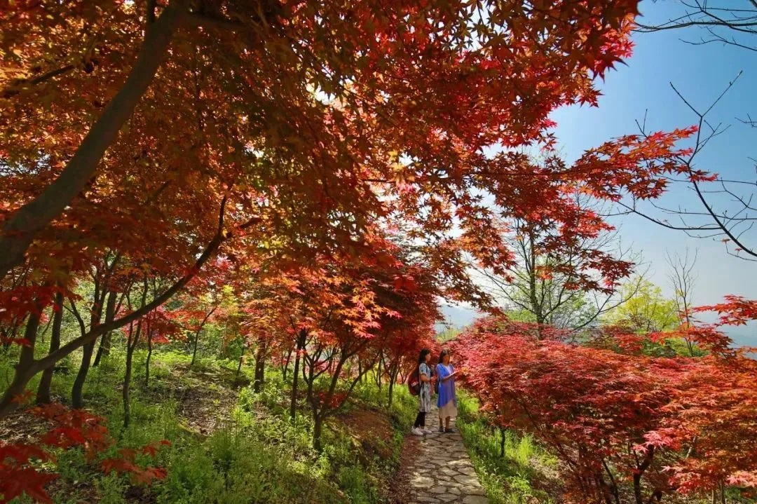 Colorful Forest in Chongqing, a Fairy Tale about Autumn | ichongqing