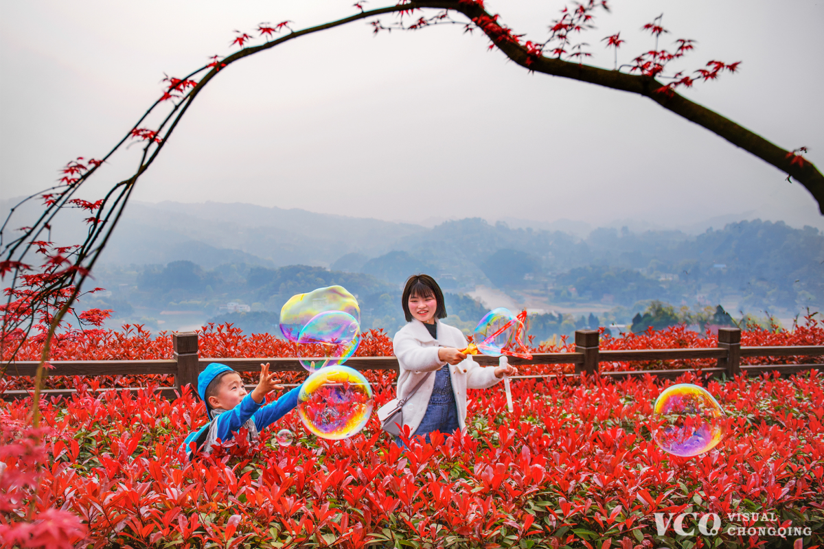 Visual Chongqing | Red Leaves | ichongqing