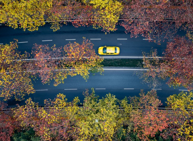 Visual Chongqing | Plane Trees in Cold Winter | ichongqing
