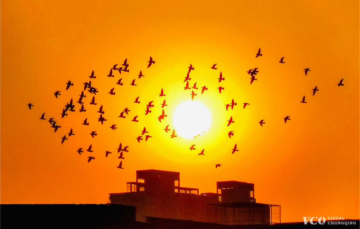 Visual Chongqing | Glimpse of the Flying Pigeon | ichongqing