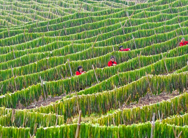 Visual Chongqing | Harvest of Winter Vegetables | ichongqing