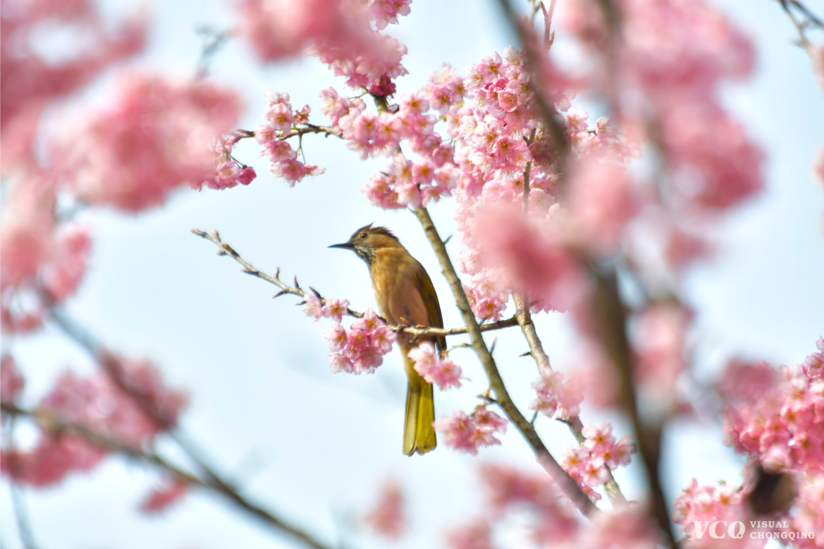 Visual Chongqing | Birds in Spring | ichongqing