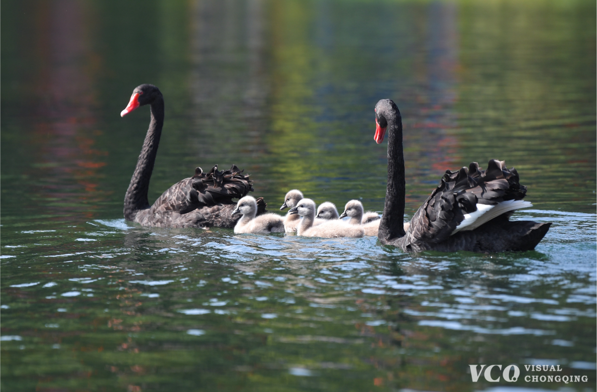 Visual Chongqing | Swans' Outing | ichongqing